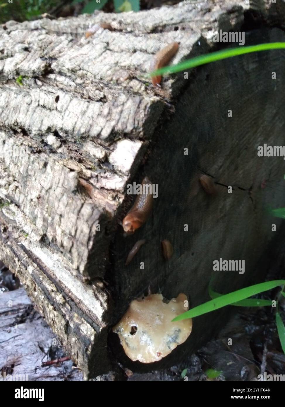 Western Dusky Slug (Arion subfuscus Stock Photo - Alamy
