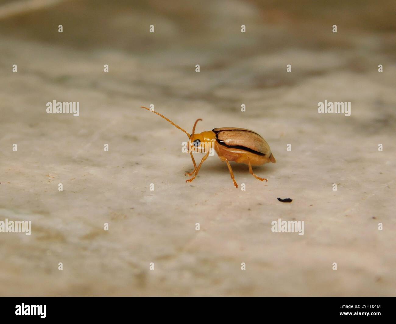 Aulacophora hi-res stock photography and images - Alamy