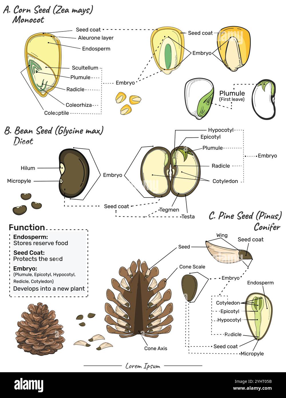 Monocot, dicot and conifer seed illustration Stock Vector Image & Art ...