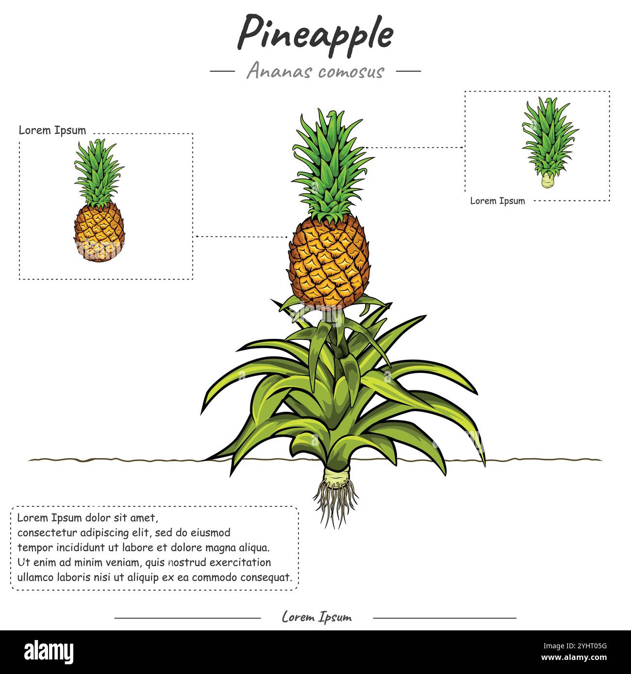 Pineapple structure diagram hi-res stock photography and images - Alamy
