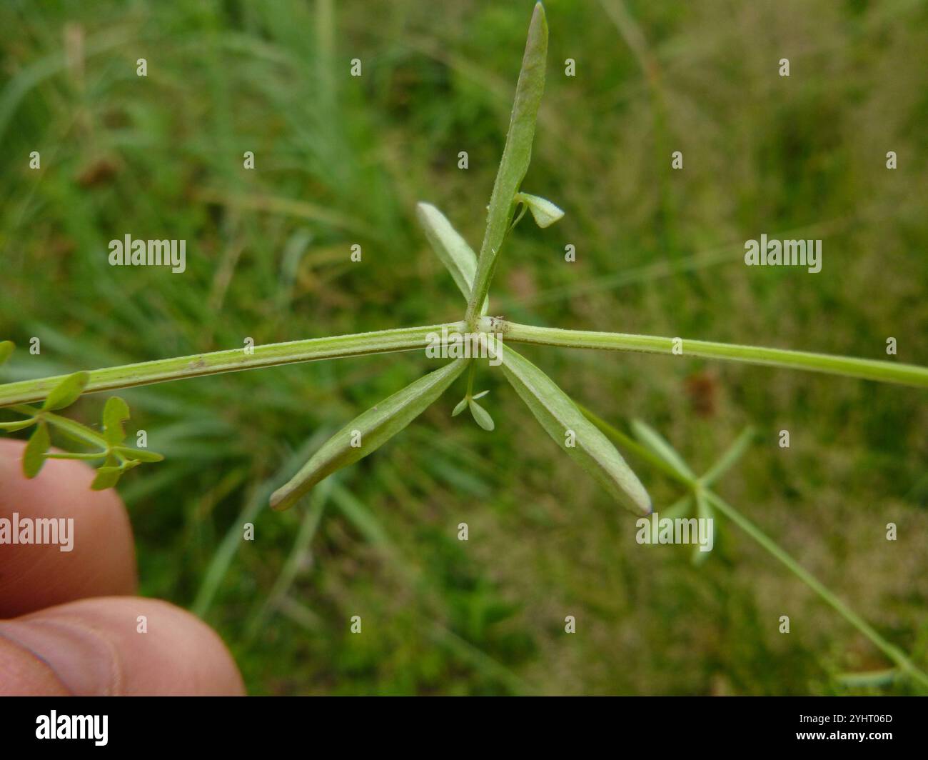 Common Marsh-bedstraw (Galium palustre Stock Photo - Alamy