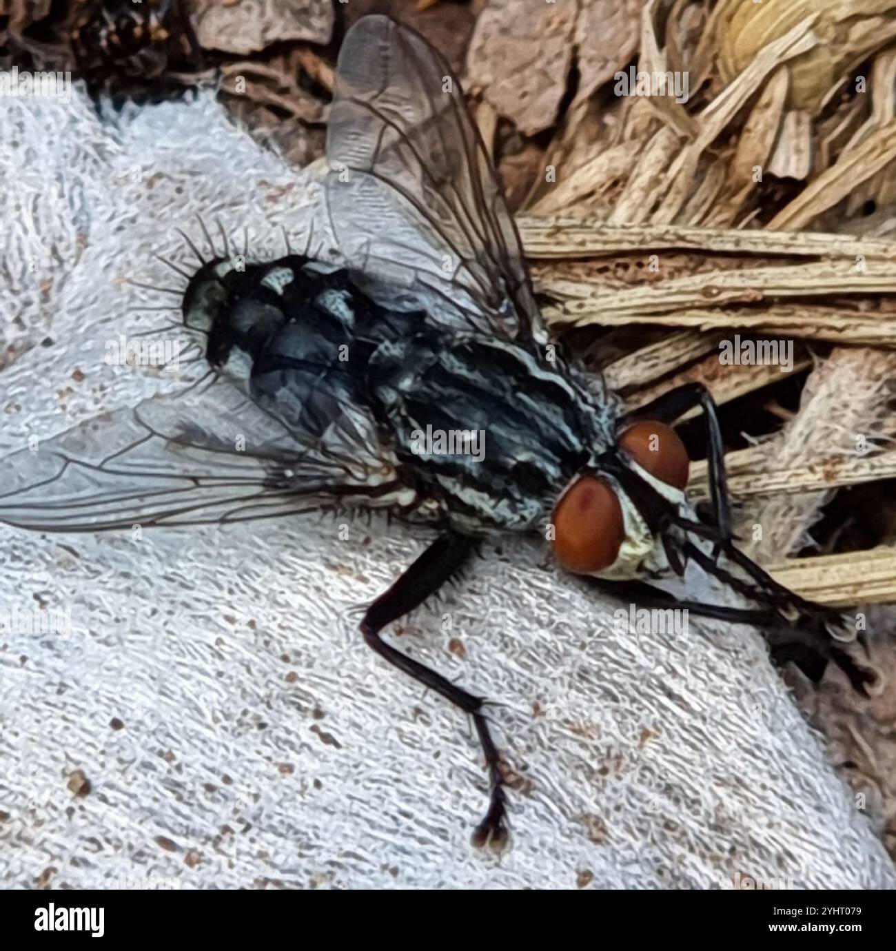 Common Flesh Flies (Sarcophaga Stock Photo - Alamy