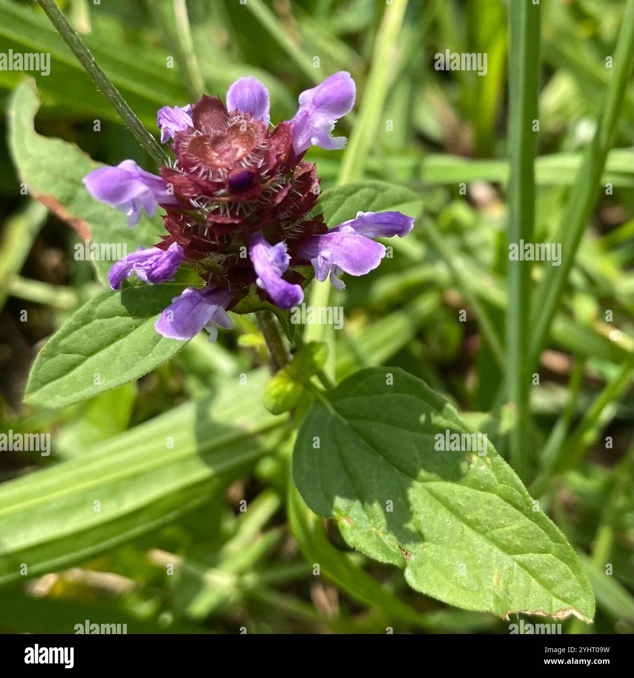 common selfheal (Prunella vulgaris Stock Photo - Alamy
