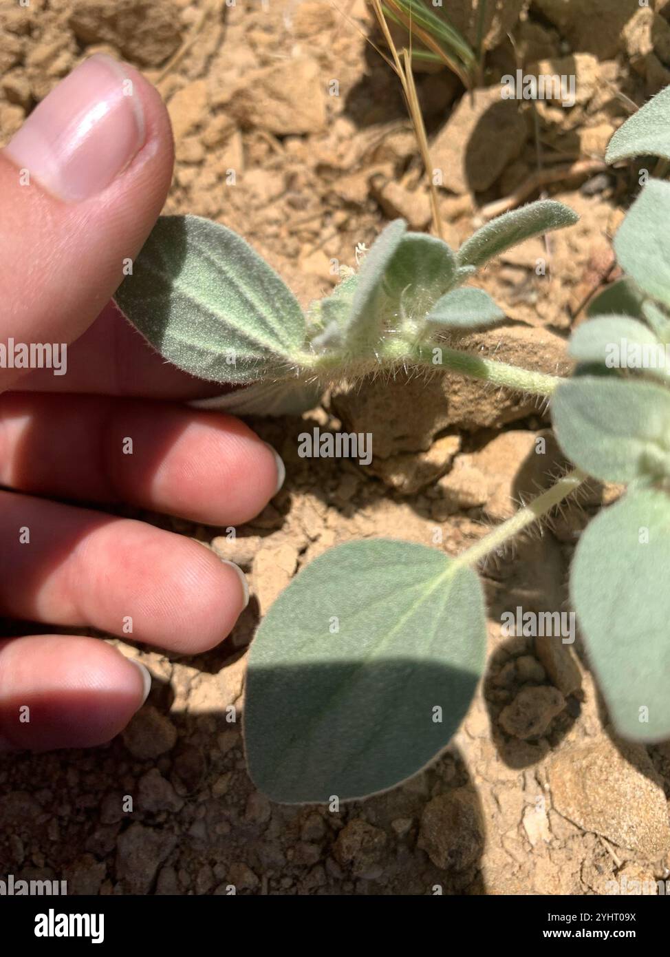 turkey mullein (Croton setiger Stock Photo - Alamy