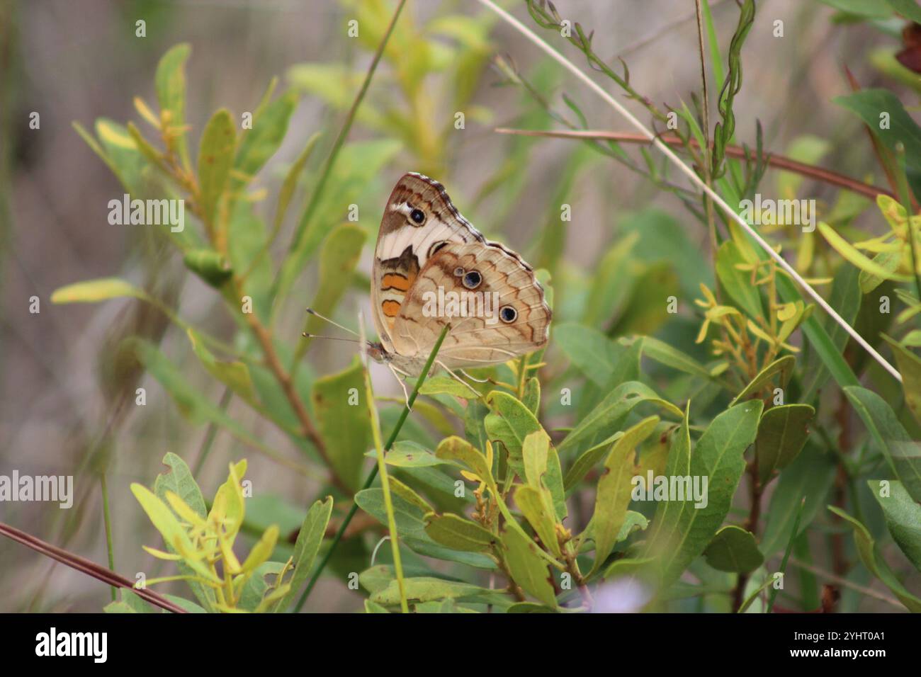 Common Buckeye (Junonia coenia Stock Photo - Alamy