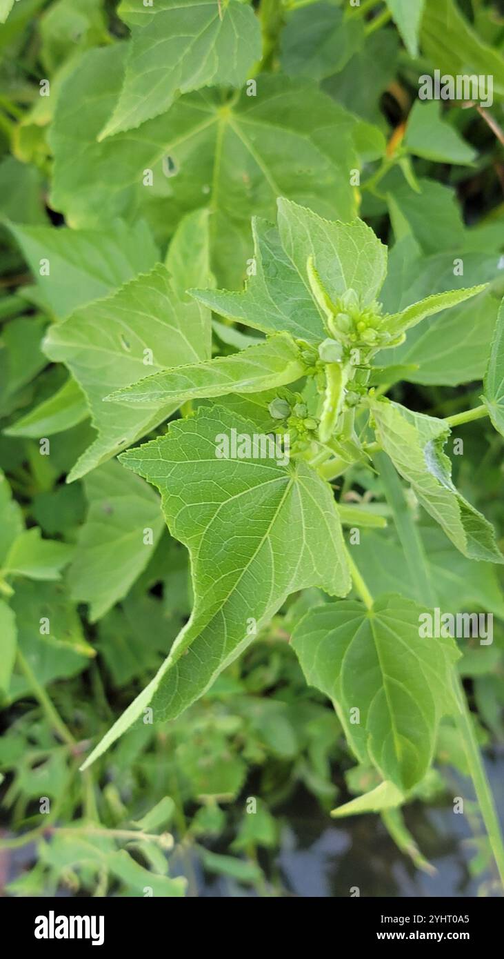 Saltmarsh mallow (Kosteletzkya pentacarpos Stock Photo - Alamy