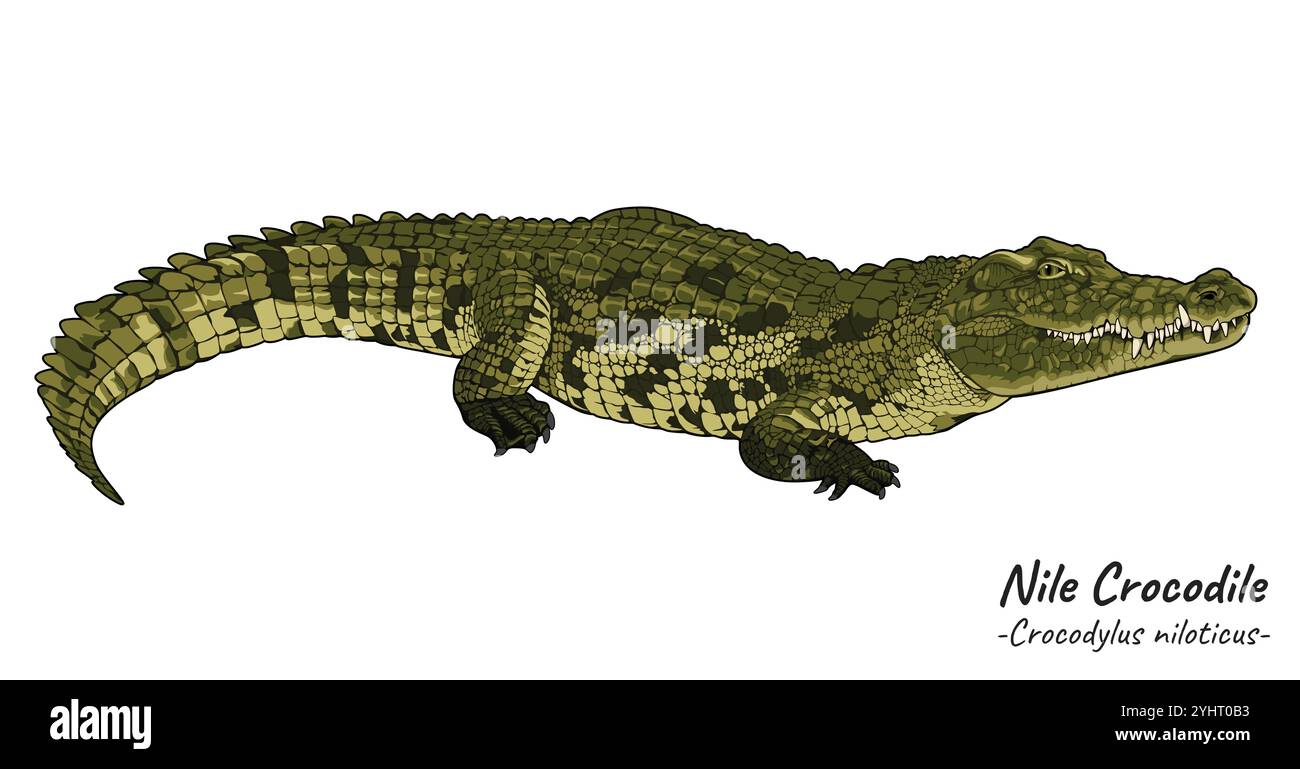 Nile crocodile Crocodylus niloticus illustration Stock Vector Image ...