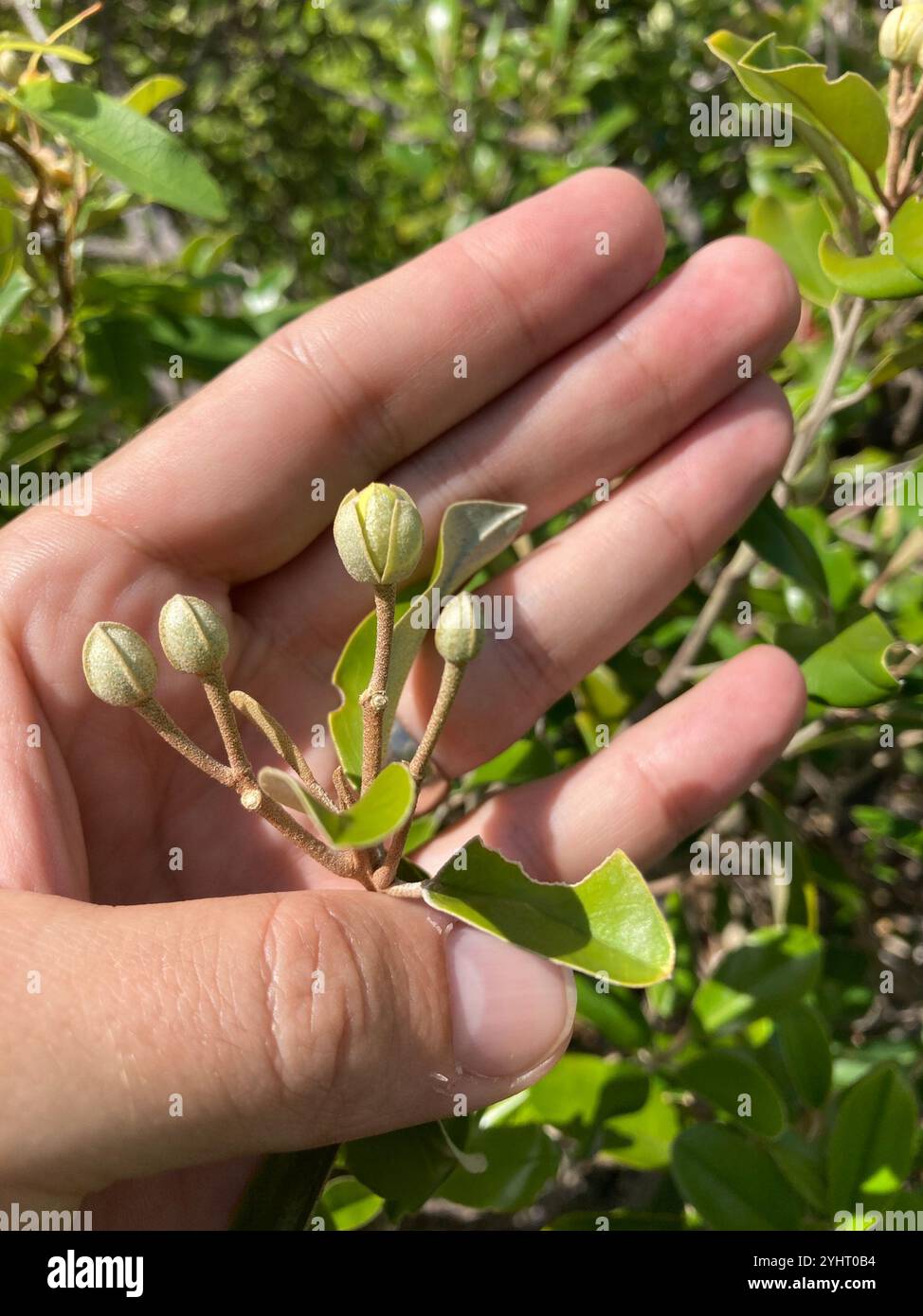 Quadrella hi-res stock photography and images - Alamy