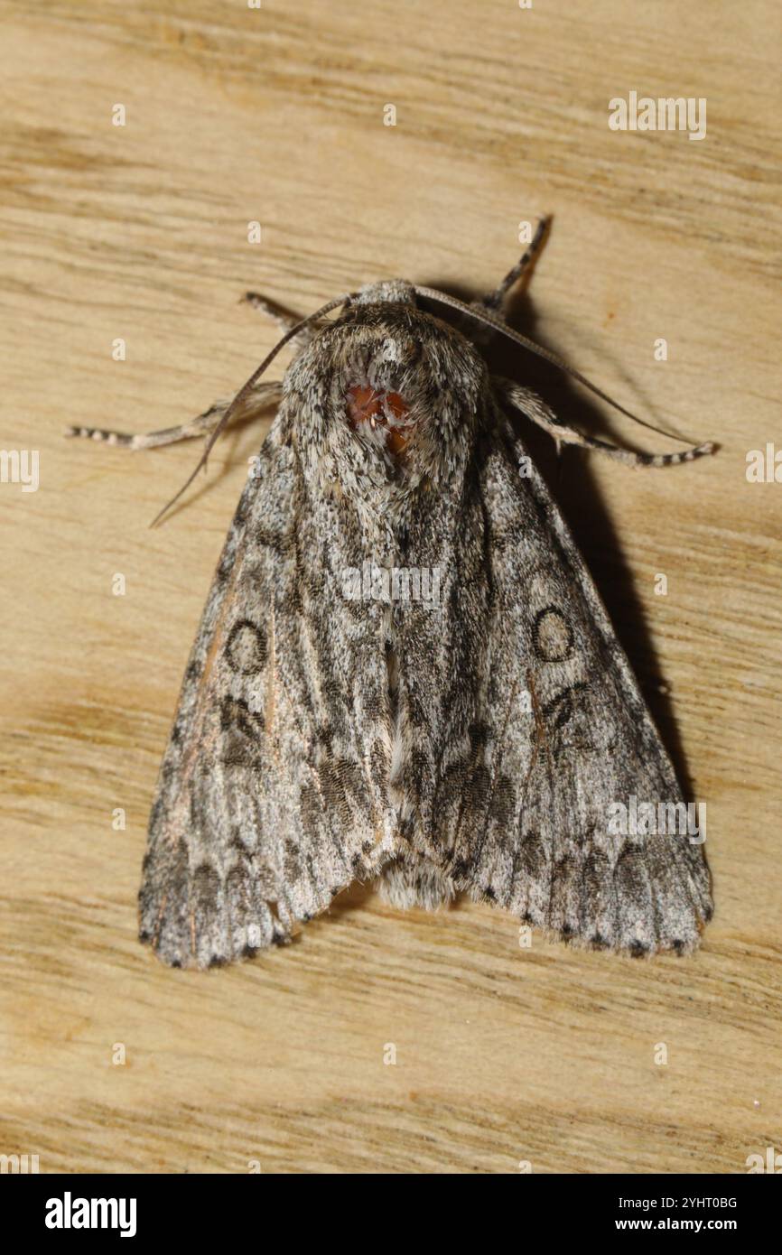 Sycamore Moth (Acronicta aceris Stock Photo - Alamy