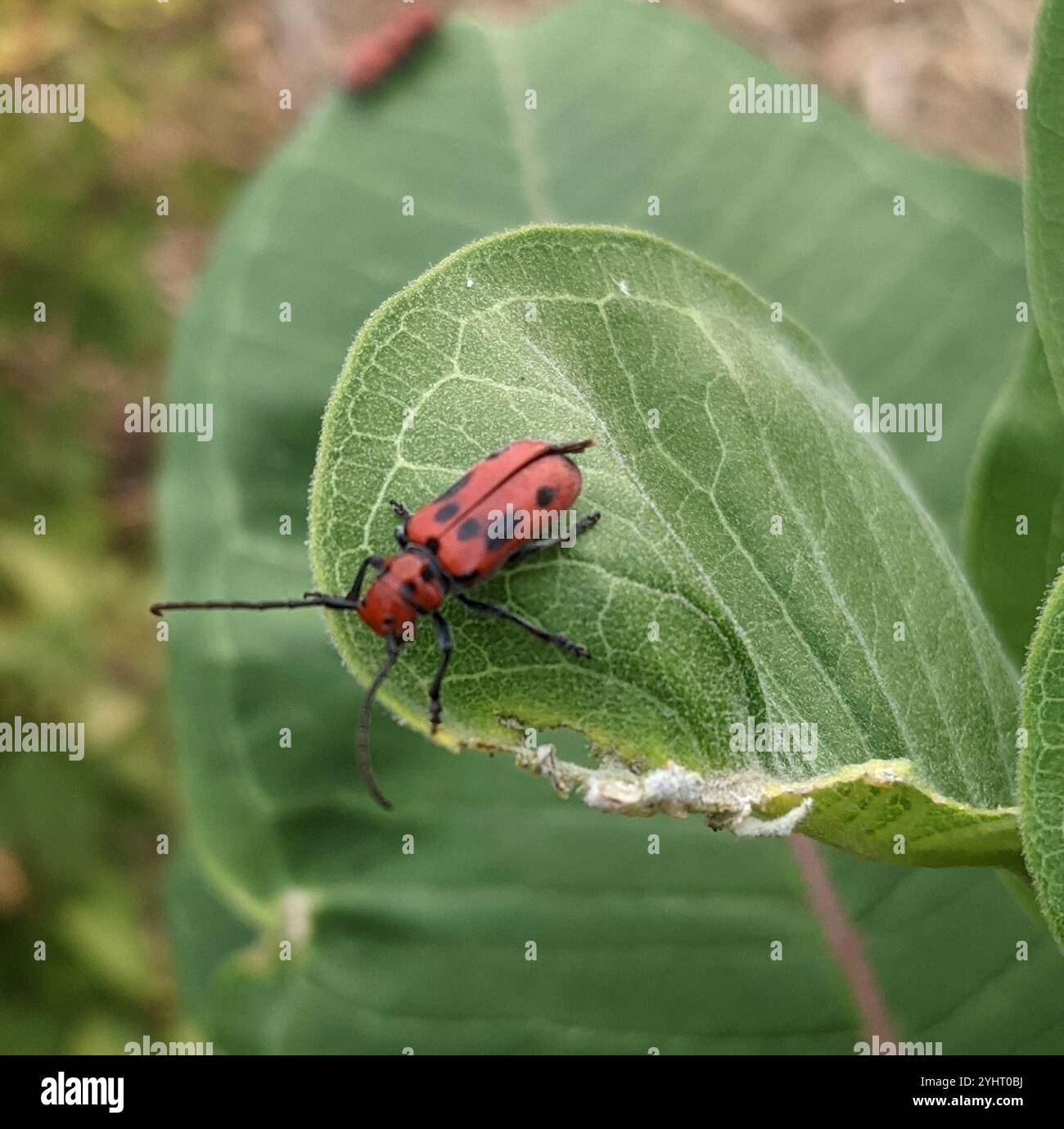 Red Milkweed Beetle (Tetraopes tetrophthalmus Stock Photo - Alamy