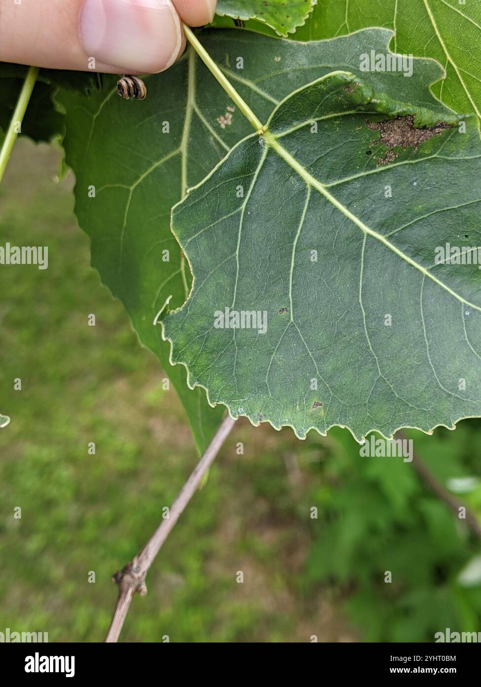 Eastern Cottonwood (Populus deltoides Stock Photo - Alamy