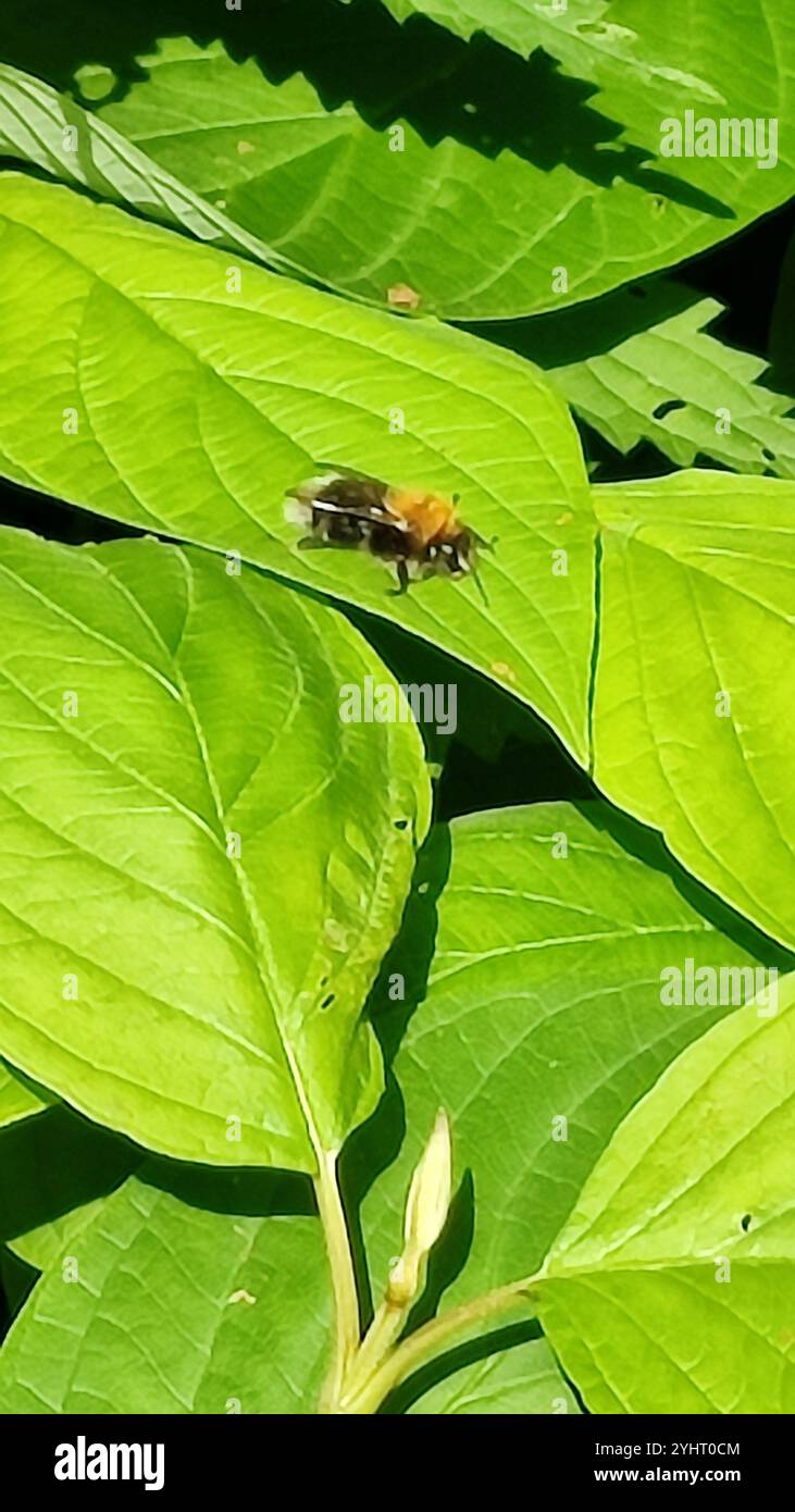 Tree Bumble Bee (Bombus hypnorum Stock Photo - Alamy