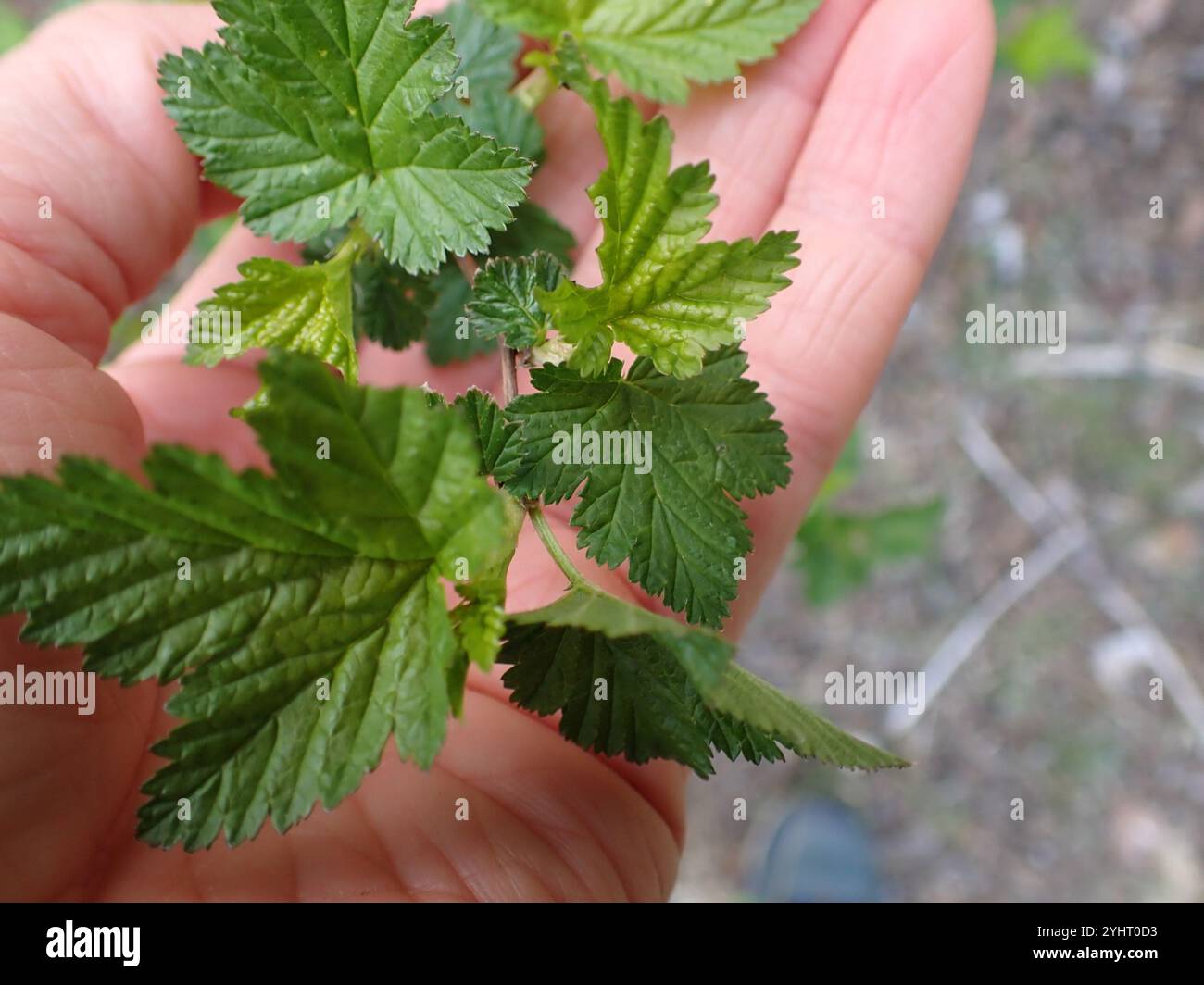 Pacific ninebark (Physocarpus capitatus Stock Photo - Alamy