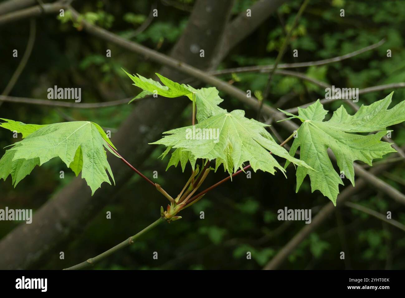 bigleaf maple (Acer macrophyllum Stock Photo - Alamy