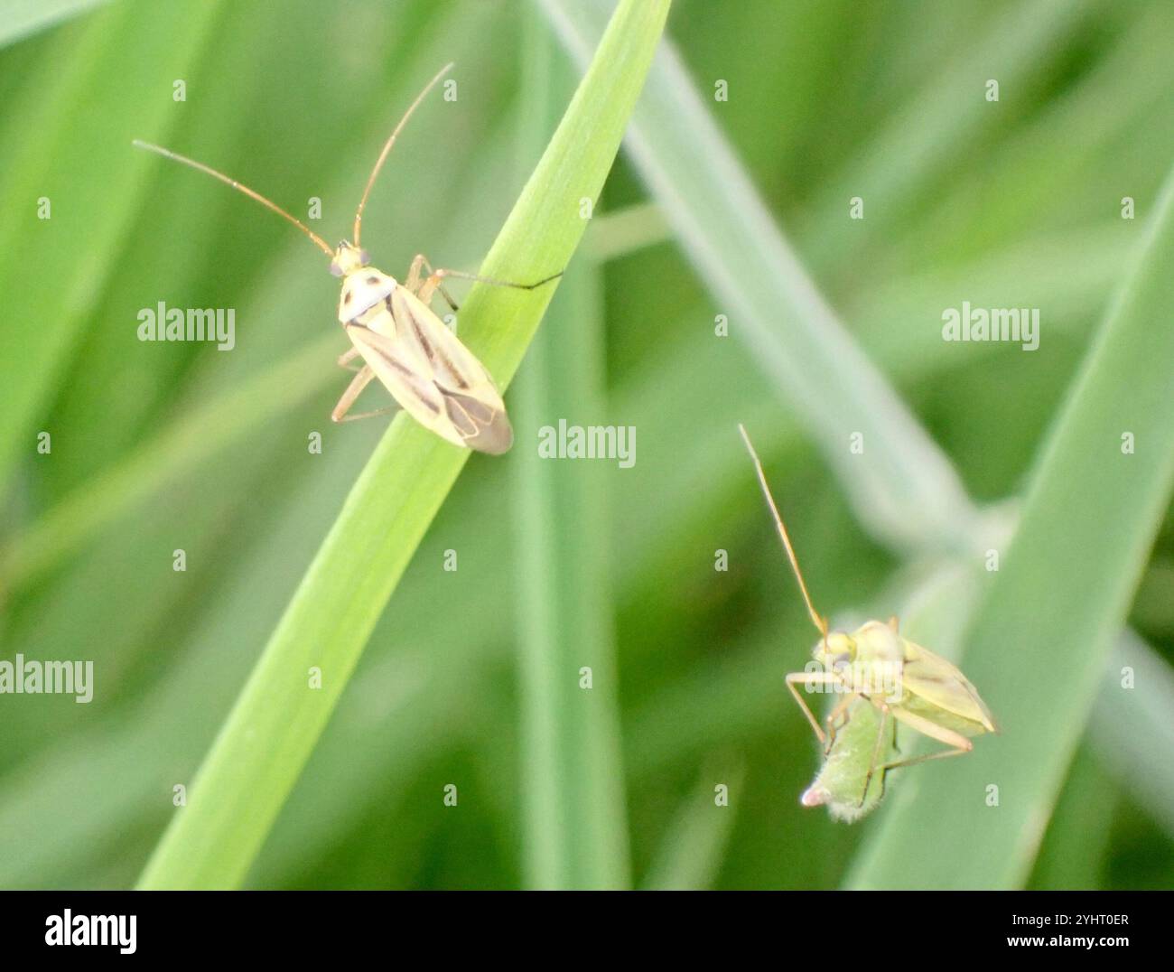 Two-spotted Grass Bug (Stenotus binotatus Stock Photo - Alamy