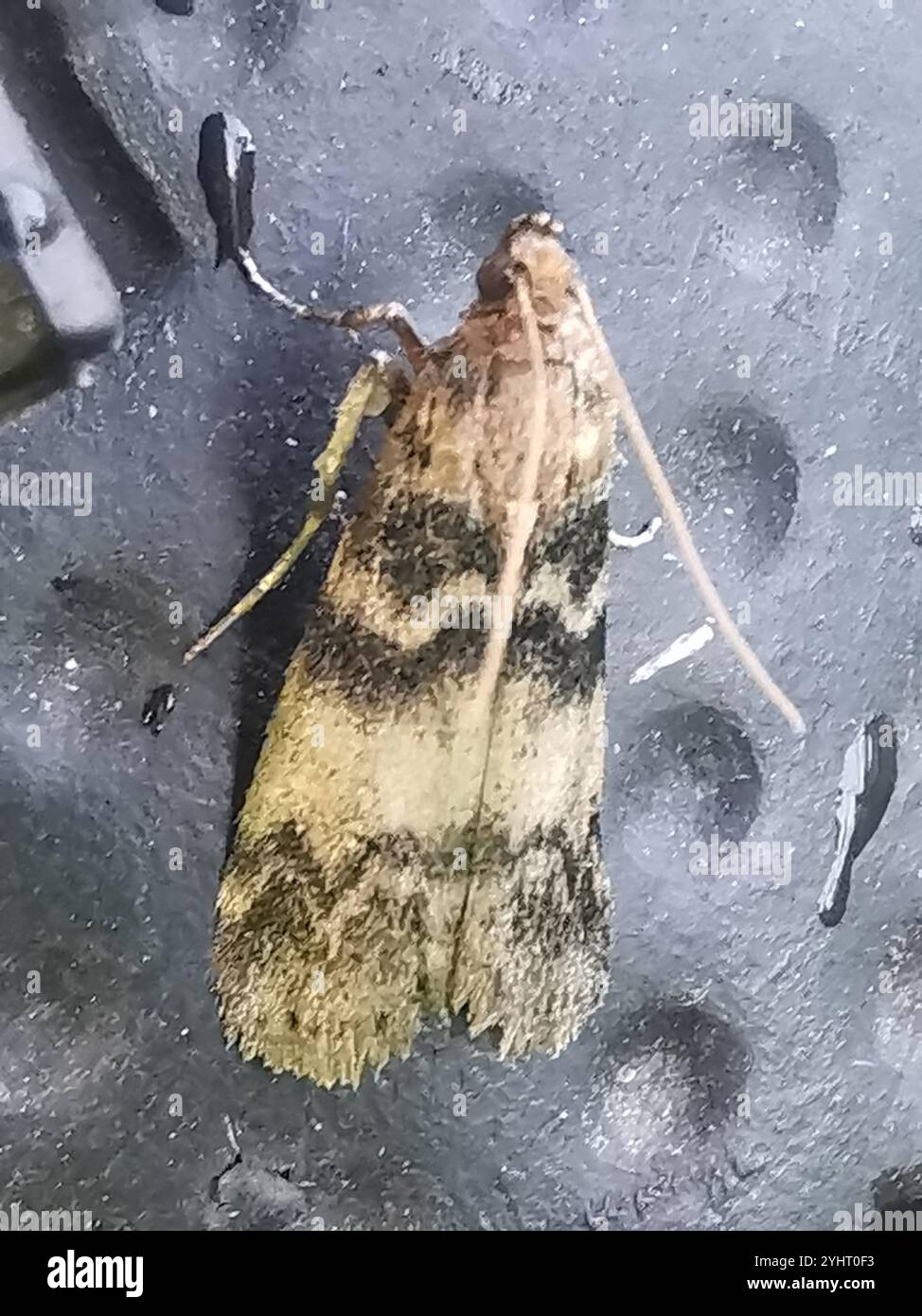 Ash-bark Knot-horn (Euzophera pinguis Stock Photo - Alamy