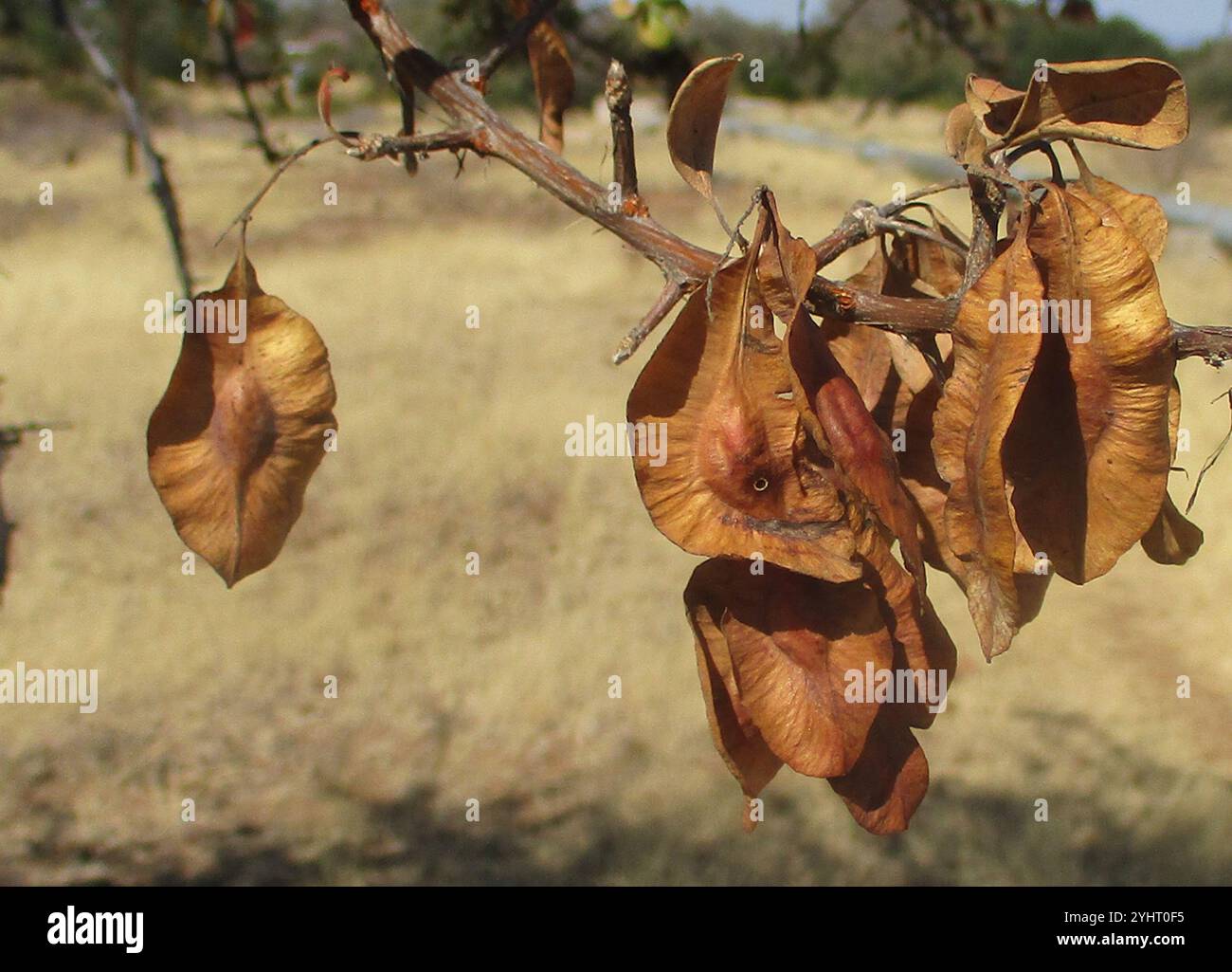 Terminalia prunioides hi-res stock photography and images - Alamy