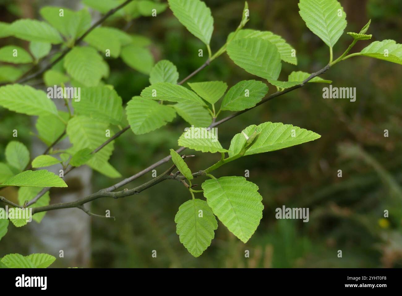 Red Alder (Alnus rubra Stock Photo - Alamy