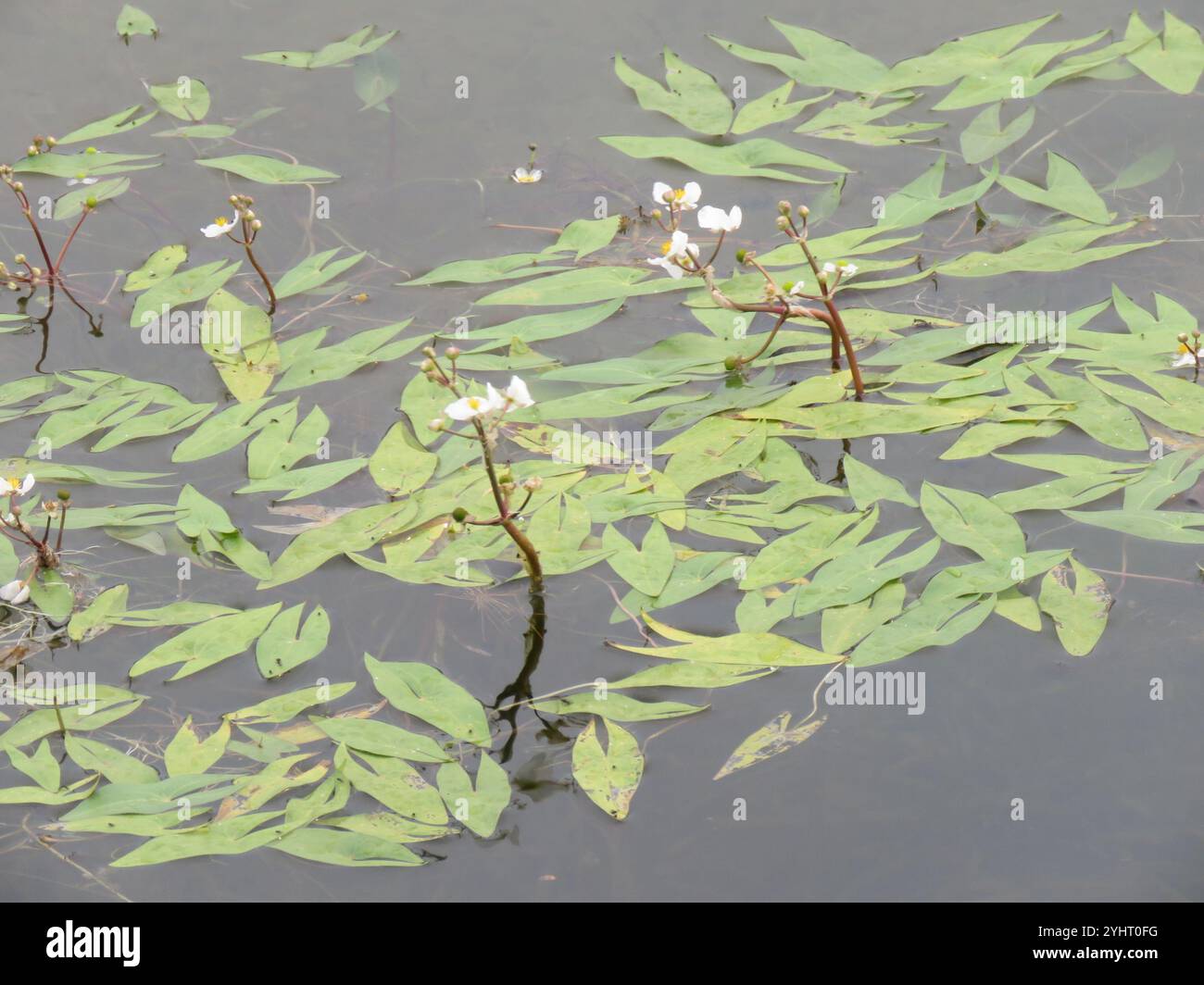 Sagittaria cuneata hi-res stock photography and images - Alamy