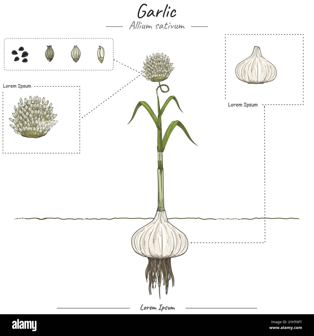 Garlic tree Stock Vector Images - Alamy