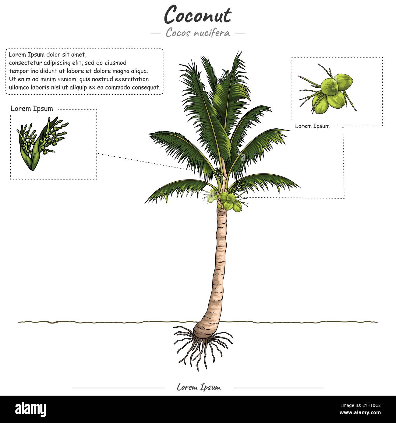 Parts of coconut tree template. suitable for research, education, and ...