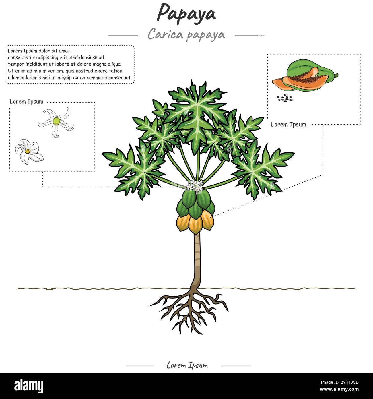 Parts of papaya tree carica papaya Stock Vector Image & Art - Alamy