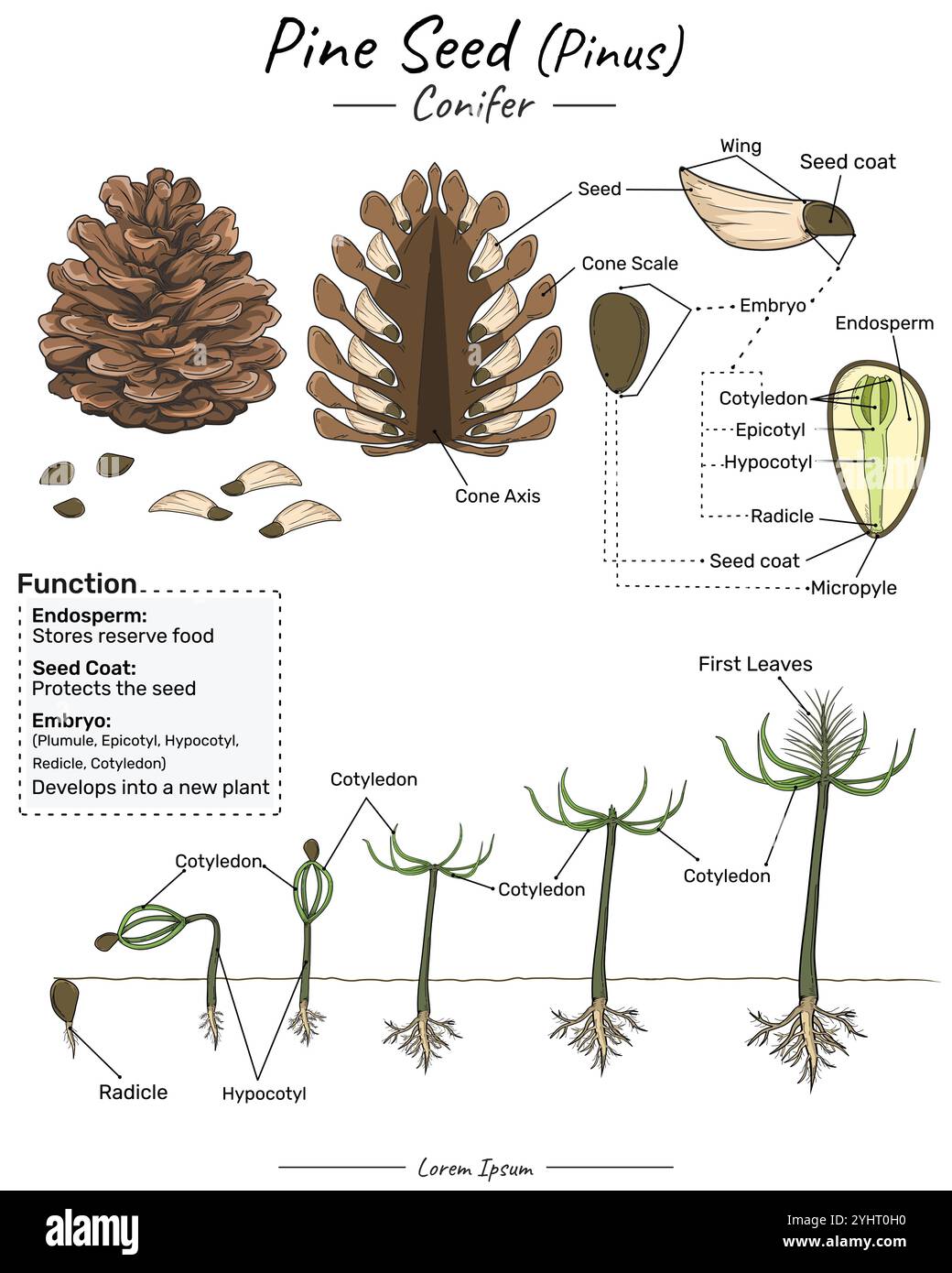Pinus pine conifer structure, function and development Stock Vector Image & Art - Alamy