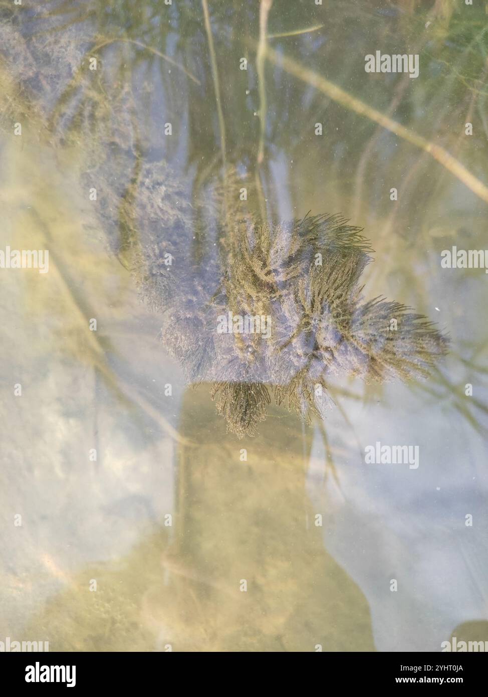 coontail (Ceratophyllum demersum Stock Photo - Alamy