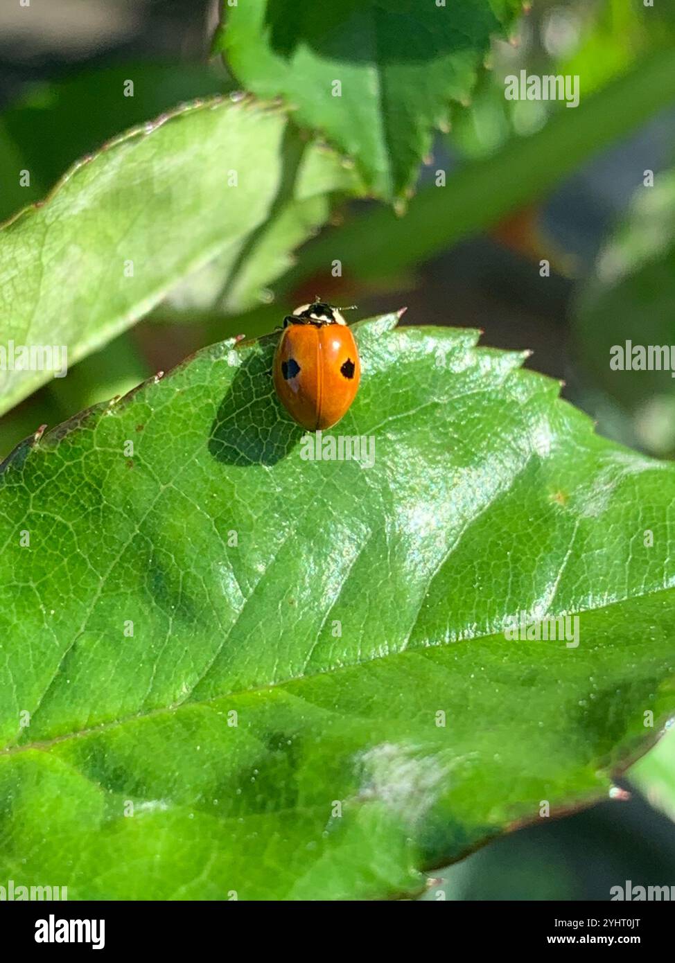 Two-spotted Lady Beetle (Adalia bipunctata Stock Photo - Alamy
