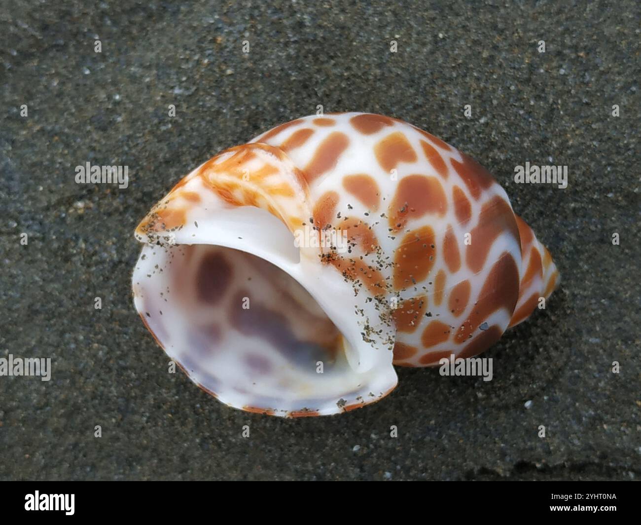 Spiral babylon hi-res stock photography and images - Alamy