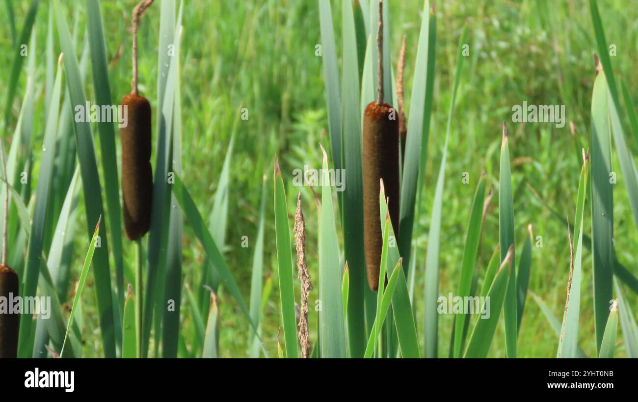 broadleaf cattail (Typha latifolia Stock Photo - Alamy