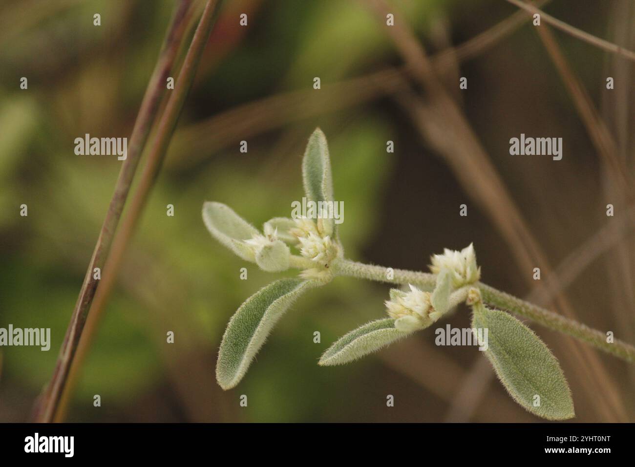 Joyweed hi-res stock photography and images - Alamy