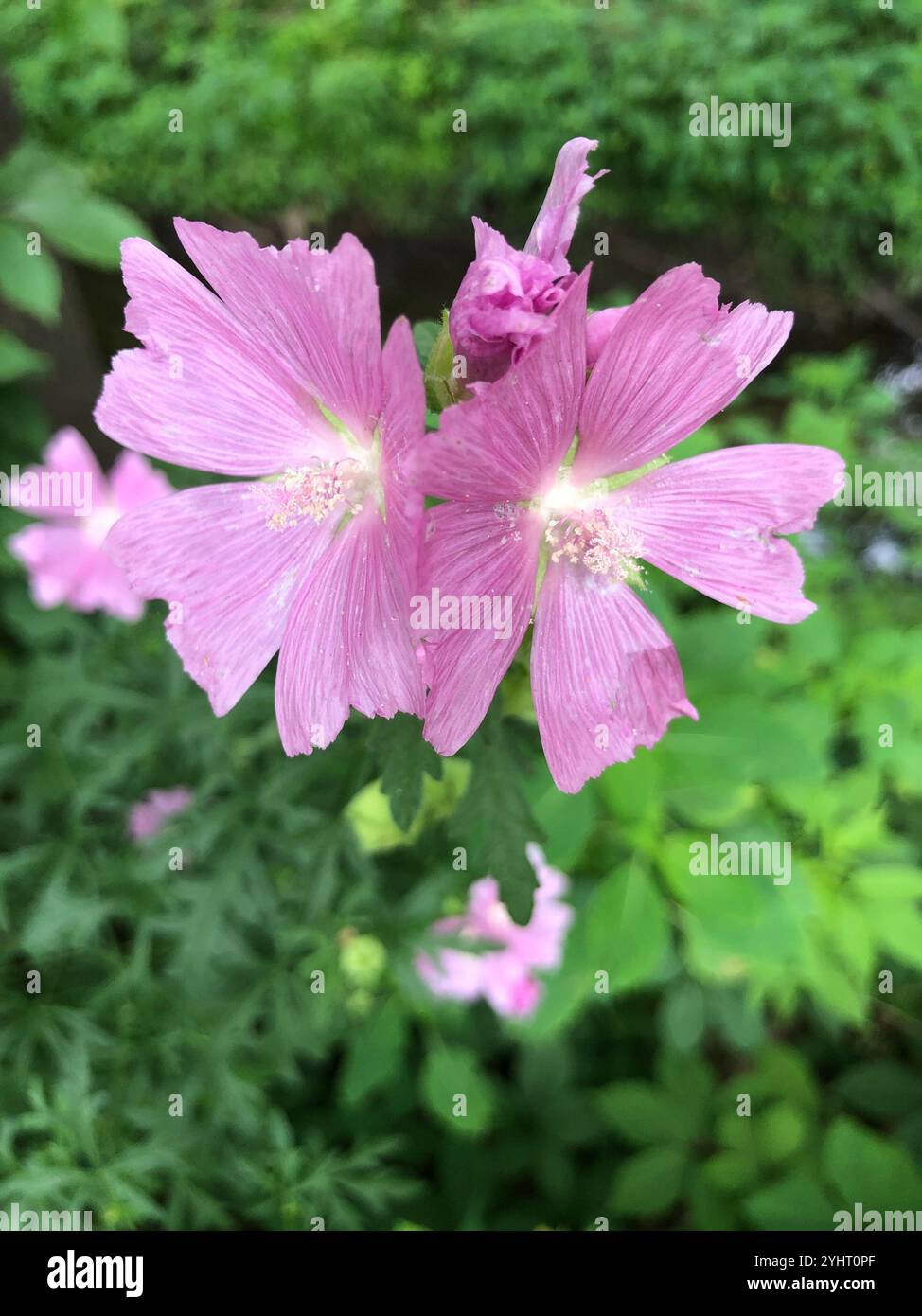 Greater Musk-mallow (Malva alcea Stock Photo - Alamy