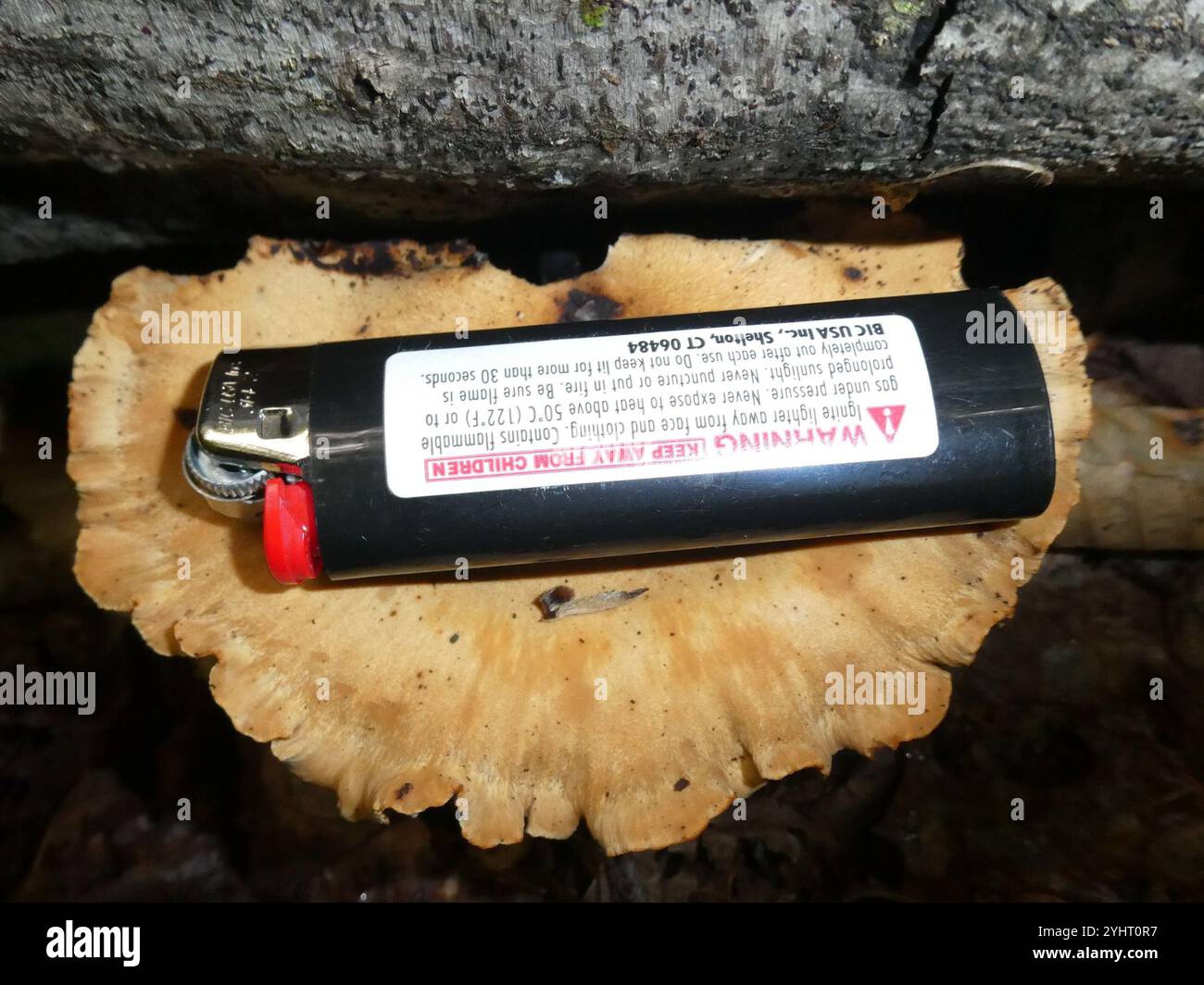 Bay Polypore (Picipes badius Stock Photo - Alamy