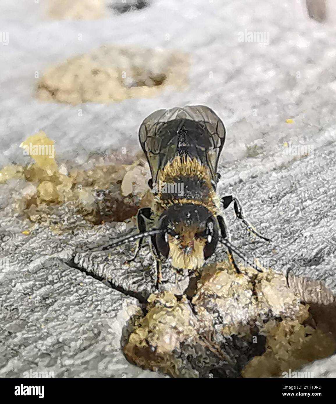Large-headed Armoured-Resin bee (Heriades truncorum Stock Photo - Alamy