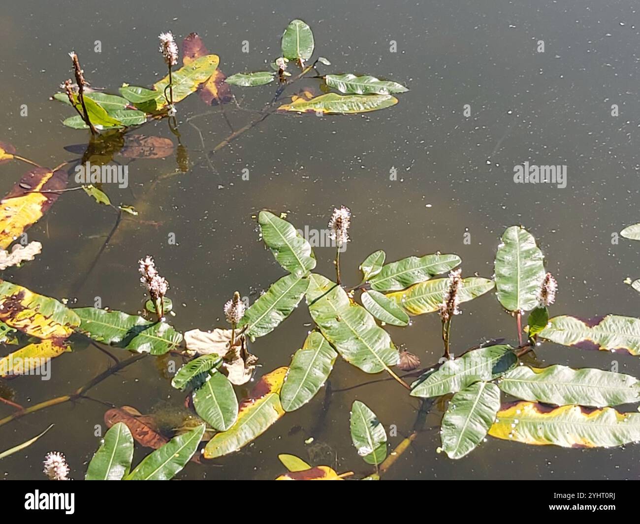 water smartweed (Persicaria amphibia Stock Photo - Alamy