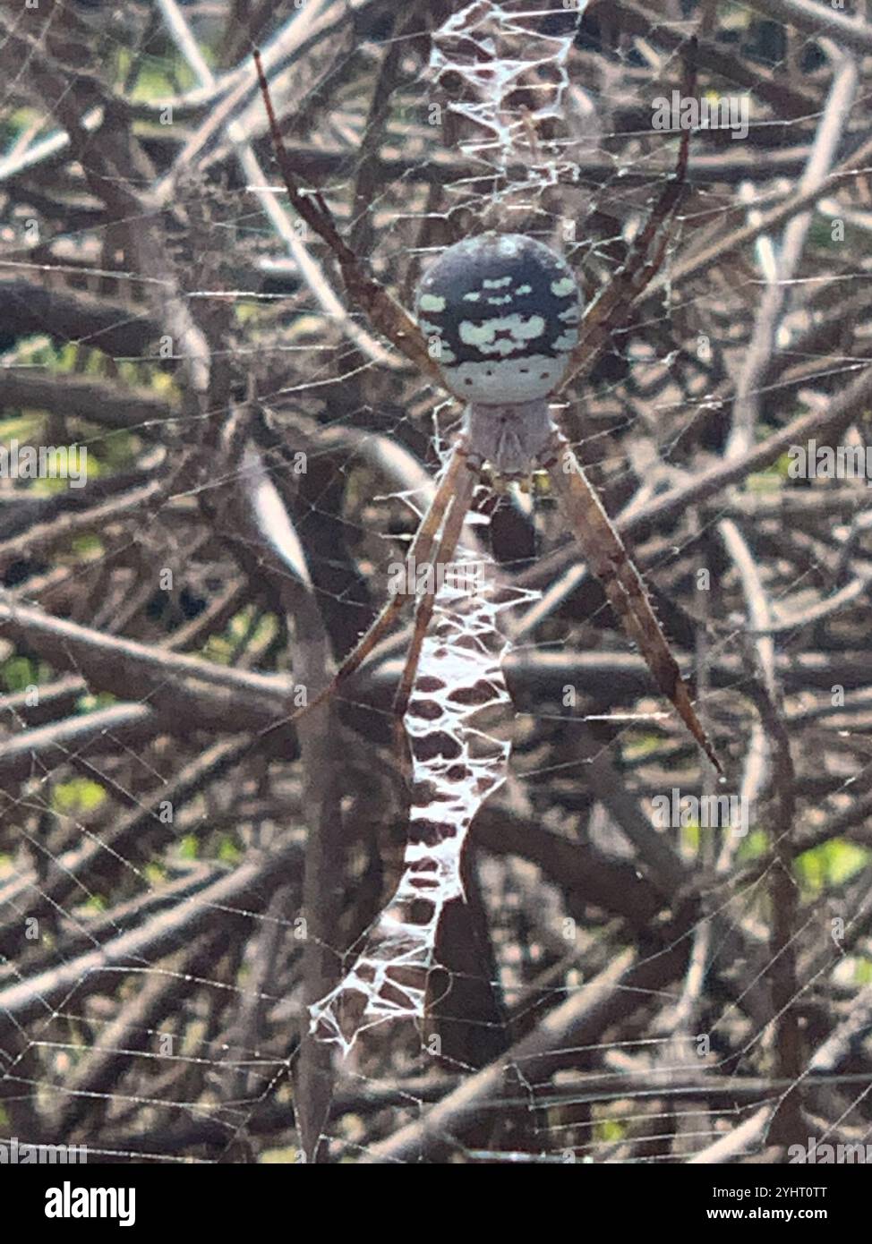 Kauai Spooky Face Spider (Argiope trifasciata kauaiensis Stock Photo ...