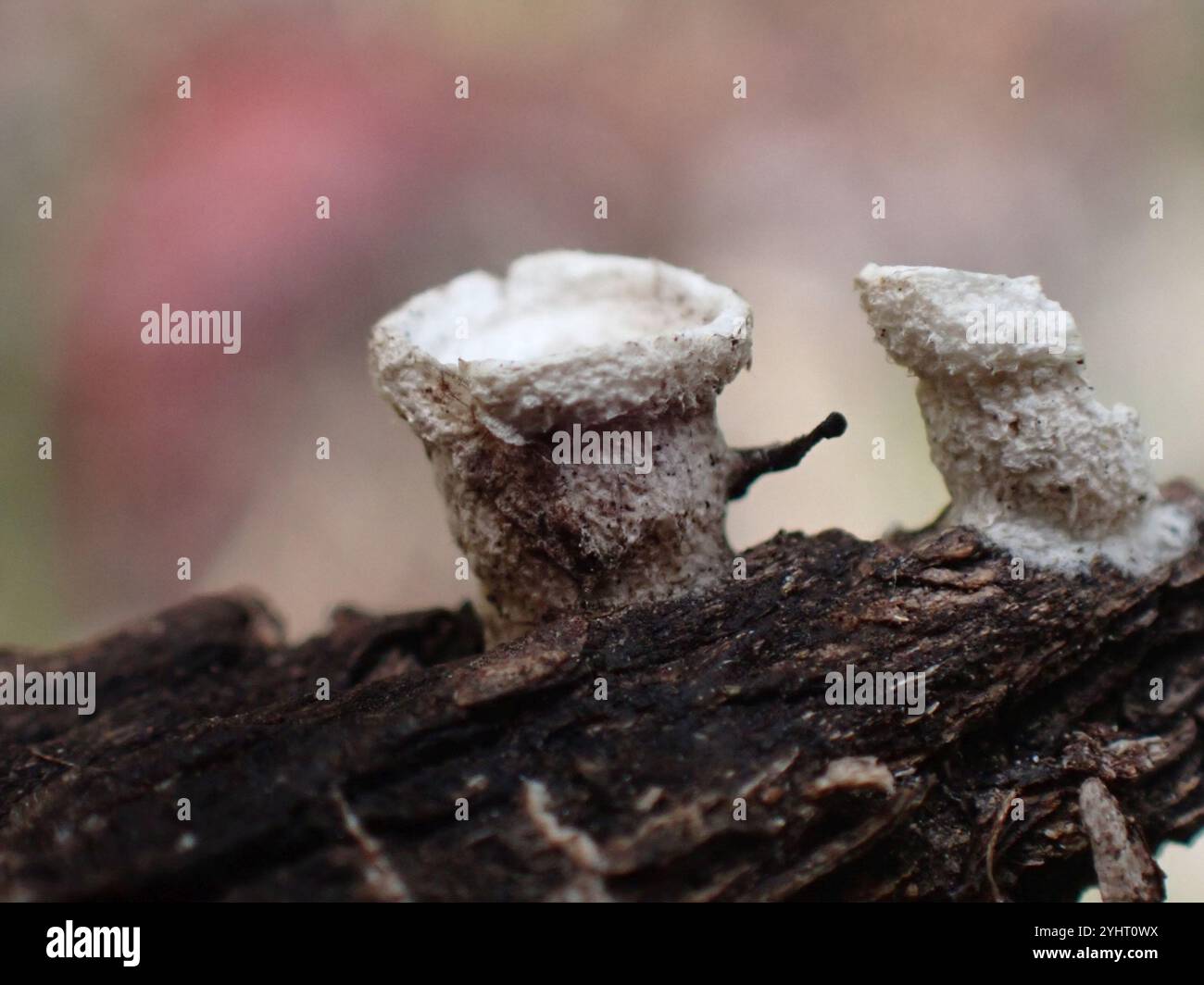 bird's nest fungi (Nidulariaceae Stock Photo - Alamy