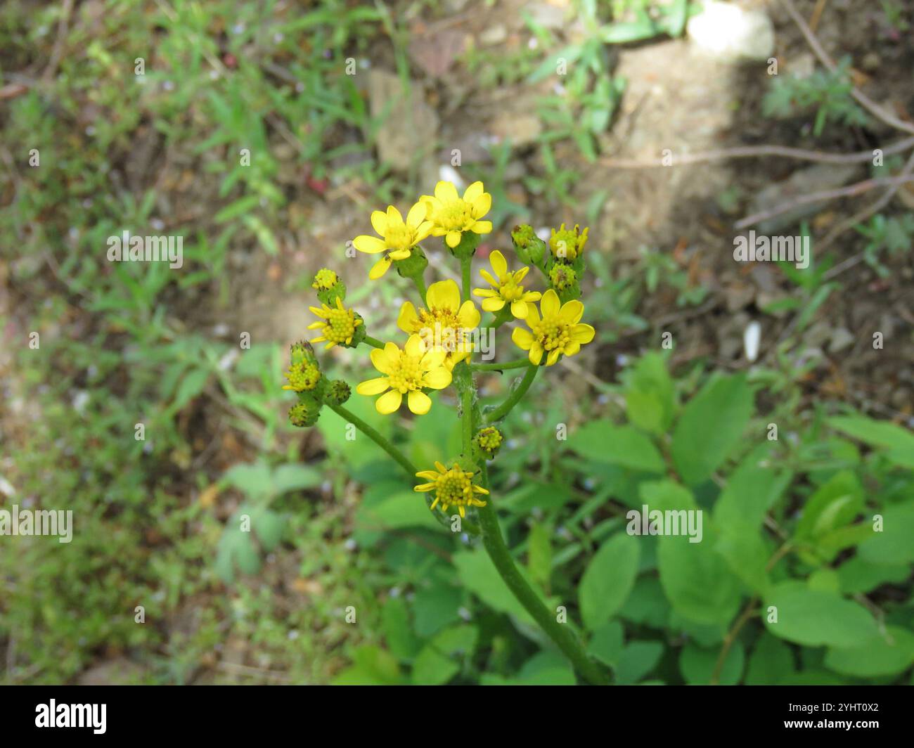Tall western groundsel (Senecio integerrimus Stock Photo - Alamy
