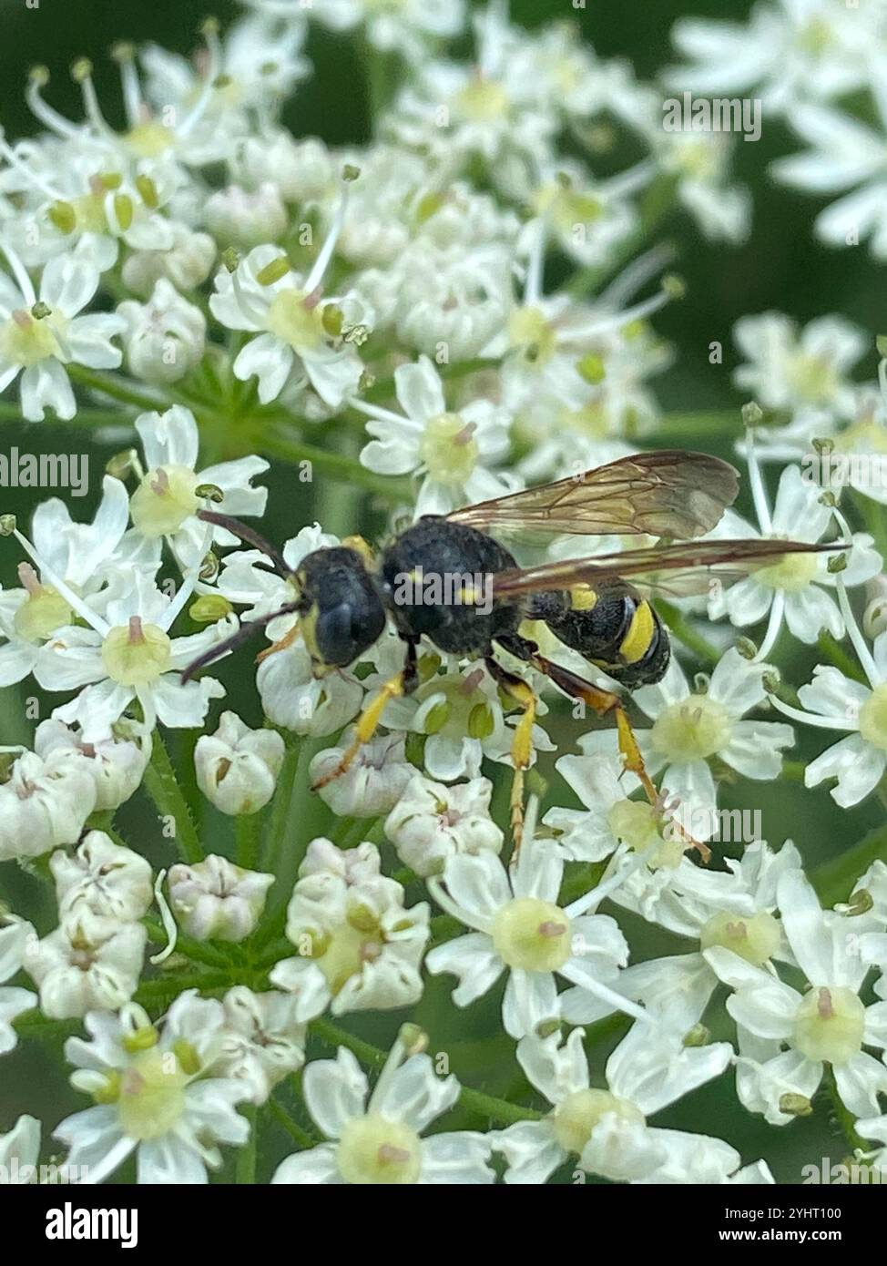 Ornate-tailed Digger Wasp (Cerceris rybyensis Stock Photo - Alamy