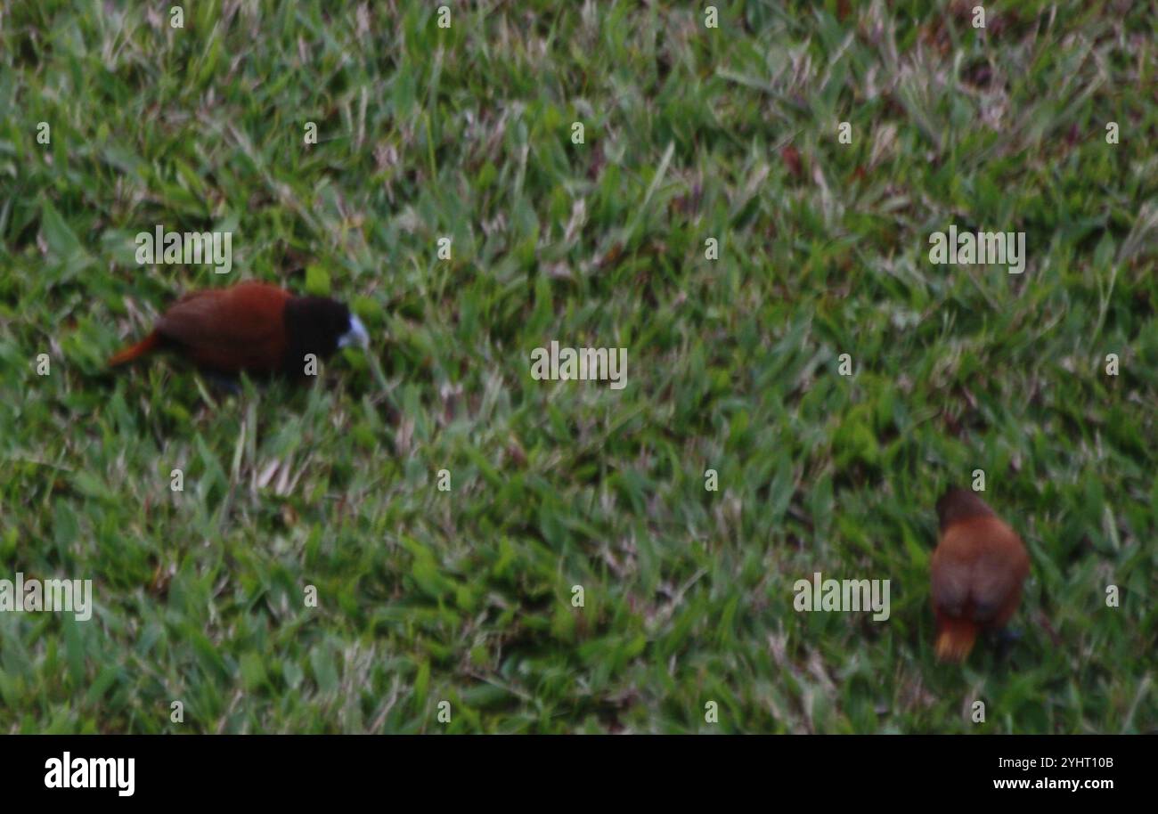 Chestnut Munia (Lonchura atricapilla Stock Photo - Alamy