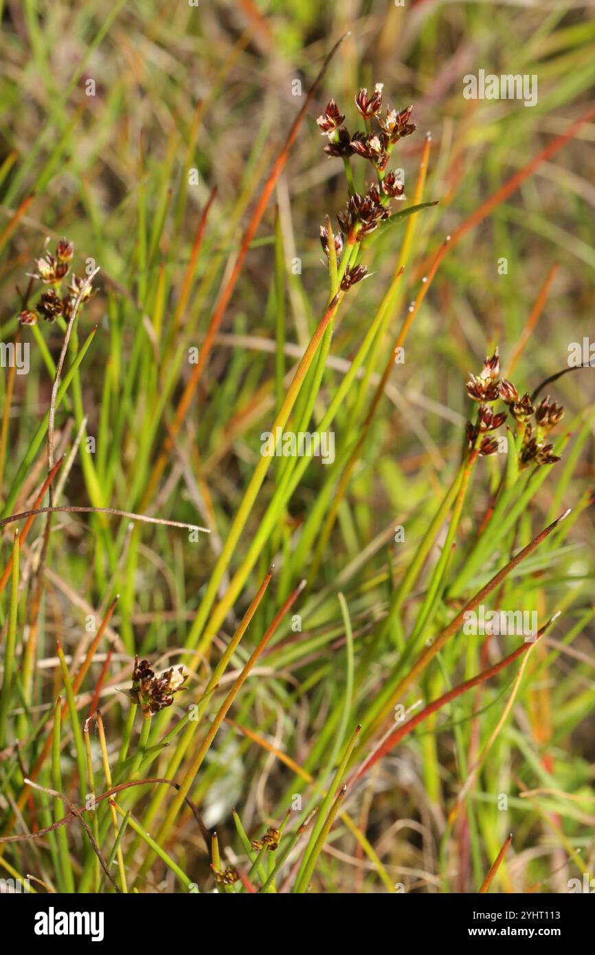 Jointed rush (Juncus articulatus Stock Photo - Alamy