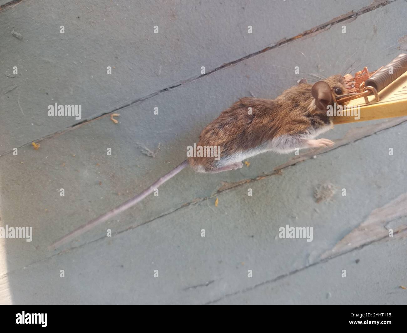 North american deer mice hi-res stock photography and images - Alamy