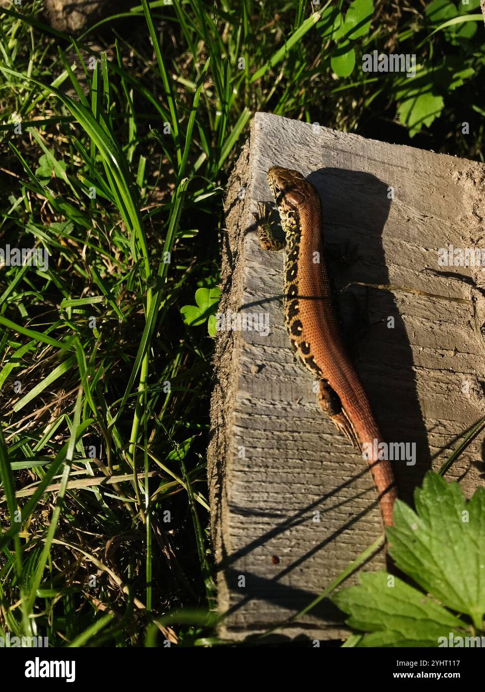 A brown lizard is basking in the sunlight on a wooden plank surrounded ...