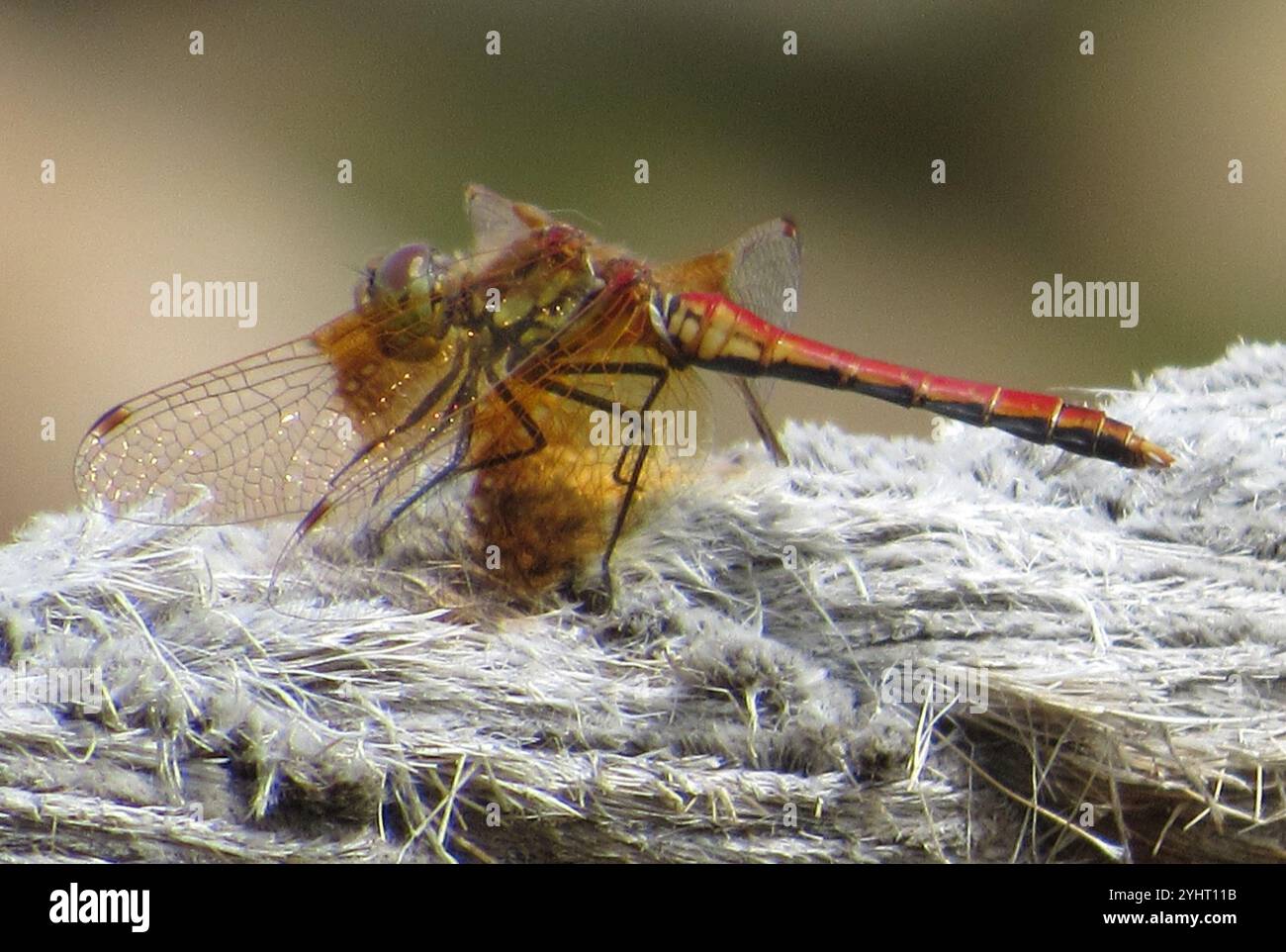 Band winged meadowhawk hi-res stock photography and images - Alamy