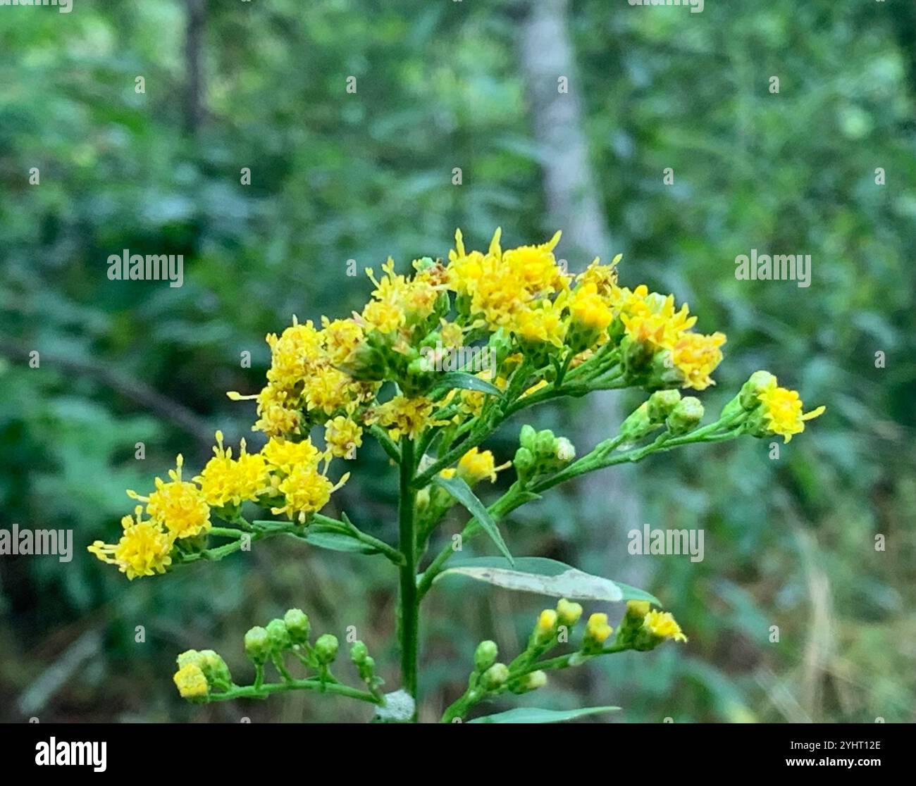 giant goldenrod (Solidago gigantea Stock Photo - Alamy