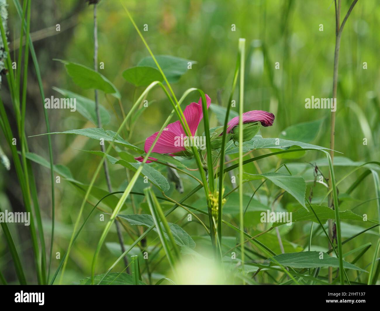 swamp rose mallow (Hibiscus moscheutos Stock Photo - Alamy