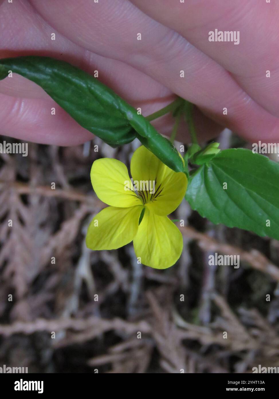 stream violet (Viola glabella Stock Photo - Alamy