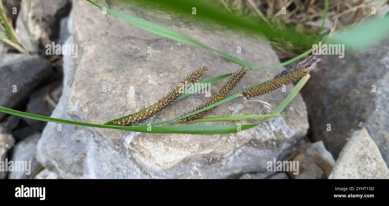 slender tufted-sedge (Carex acuta Stock Photo - Alamy
