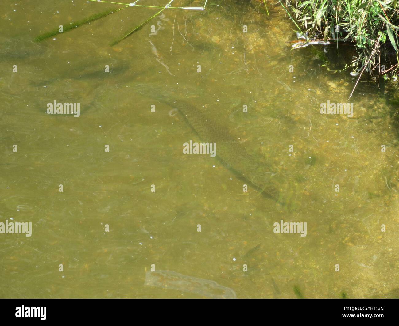 Florida Gar (Lepisosteus platyrhincus Stock Photo - Alamy